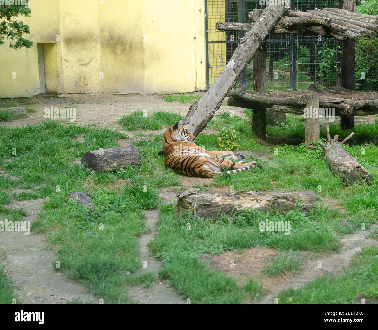 Tiger relaxing next to his shelter on a green grass Stock Photo - Alamy