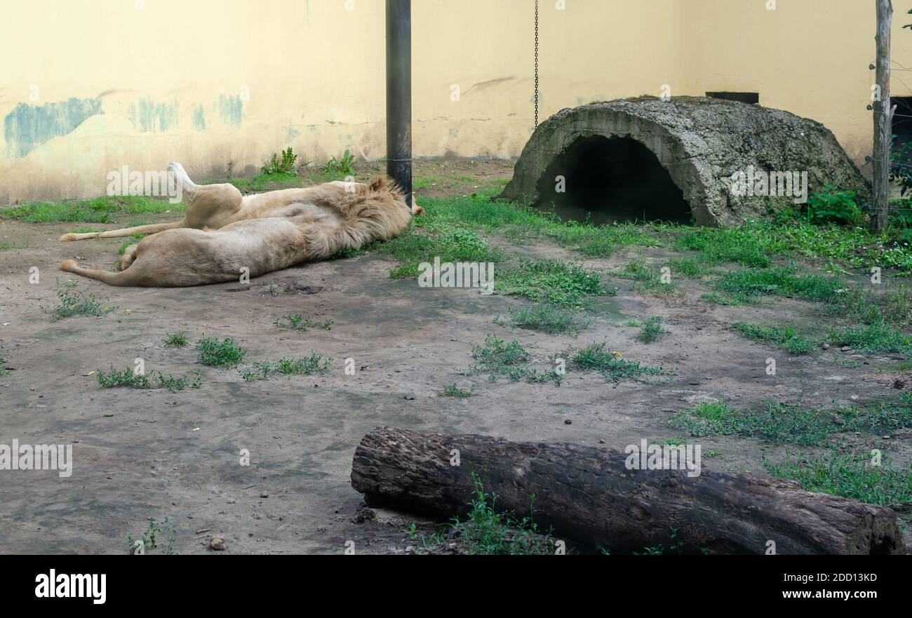 Lions sleeping and relaxing next to their shelter Stock Photo - Alamy
