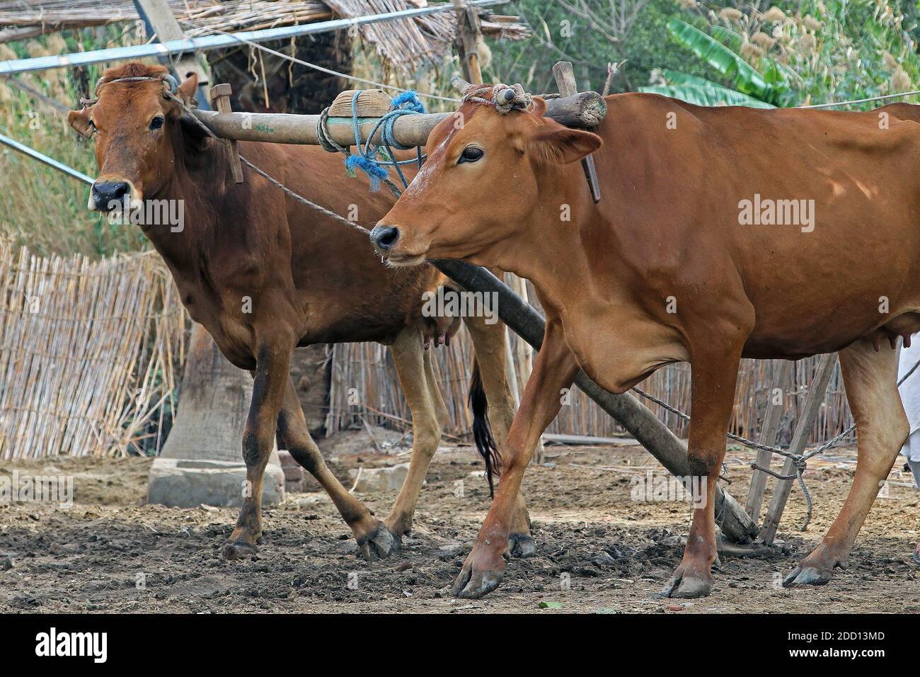 Domesticated cows on sand of rural farm in Egypt Stock Photo - Alamy