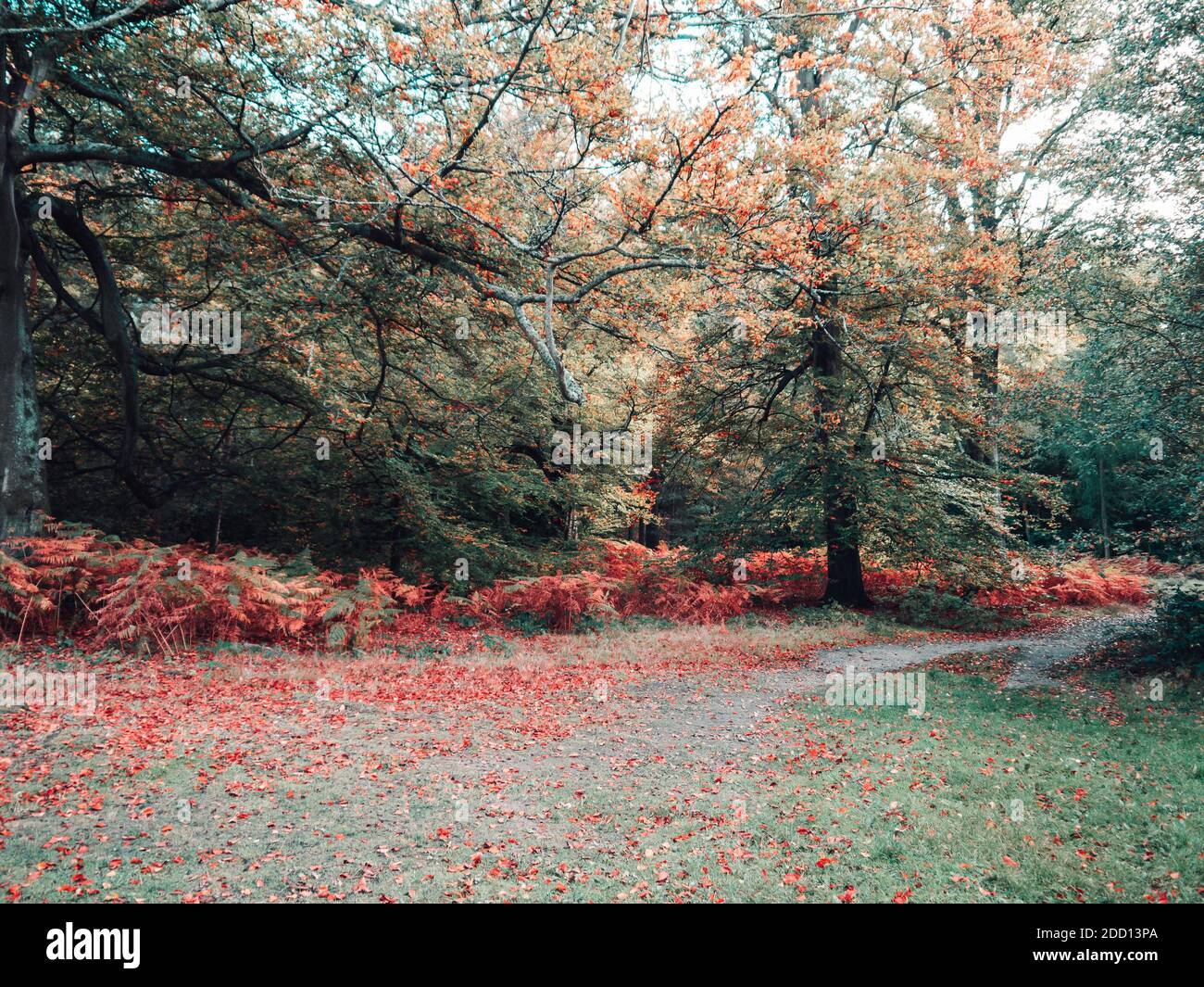 Red Autumn Leaves Stock Photo - Alamy