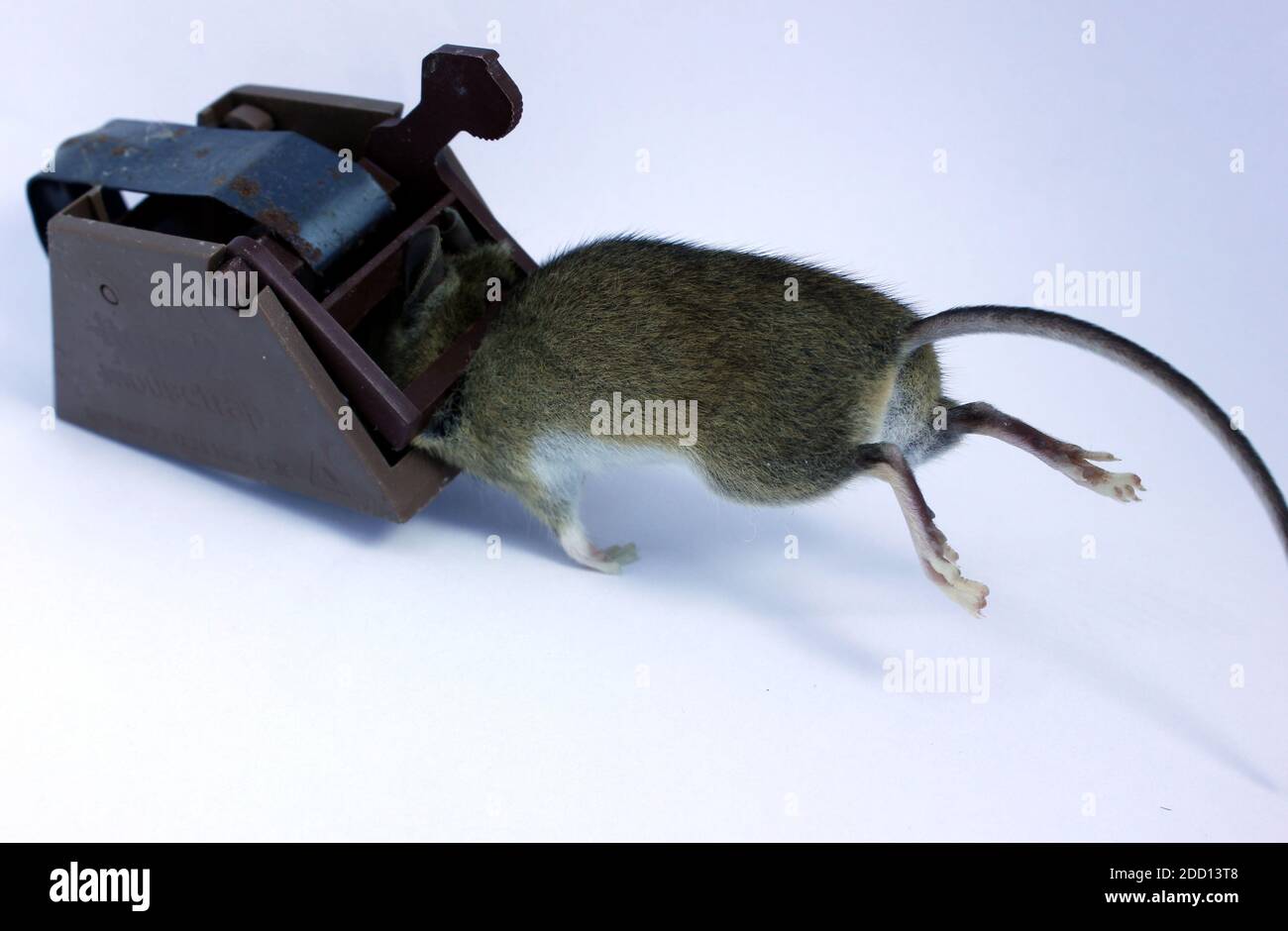 Common brown house mouse caught dead in trap using bait. Photo on white ...