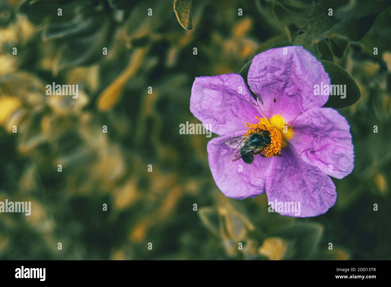 Macro purple flower cistus hi-res stock photography and images - Alamy