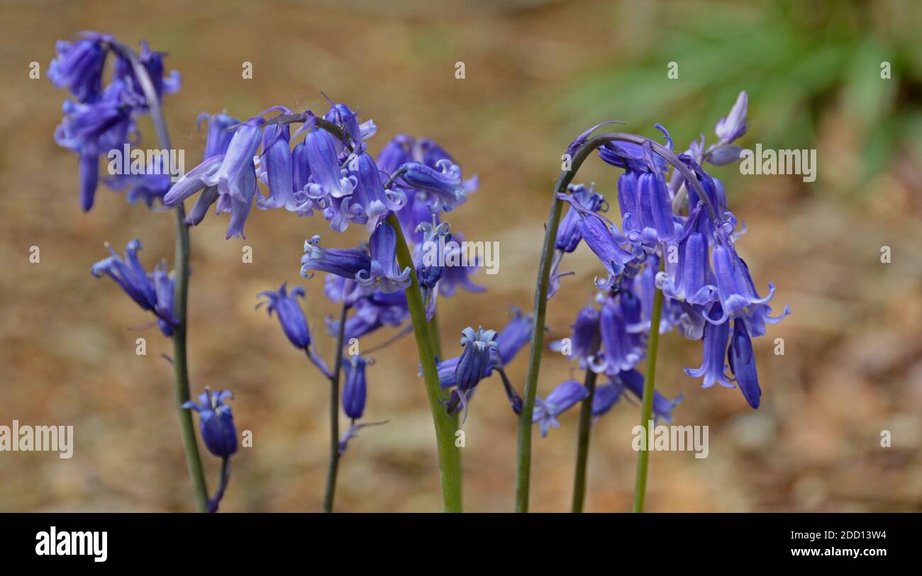 The common Bluebell Stock Photo - Alamy
