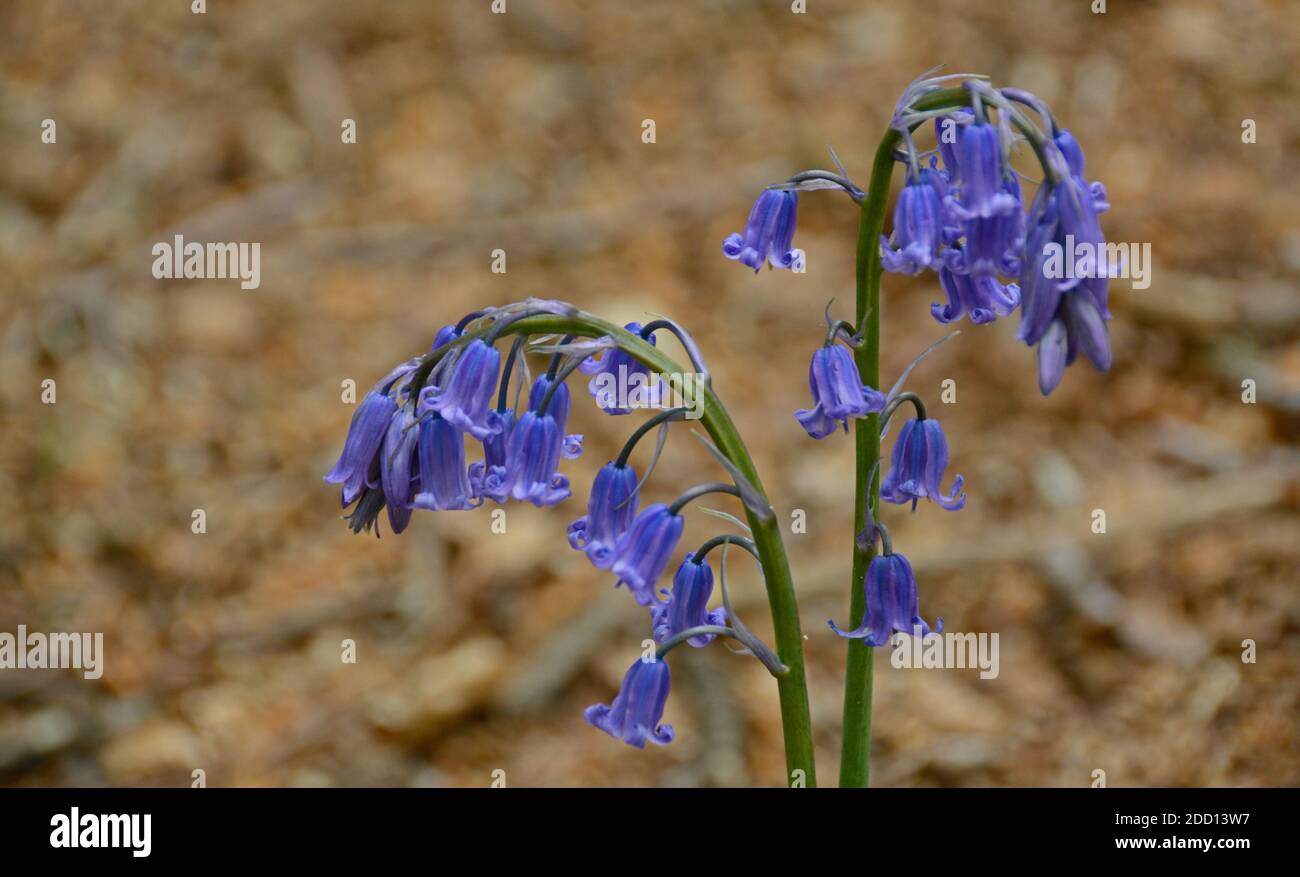 The common Bluebell Stock Photo - Alamy