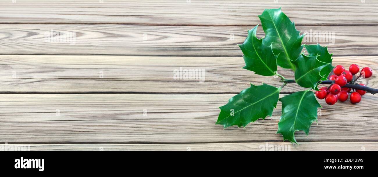 Holly leaves background banner hi-res stock photography and images - Alamy