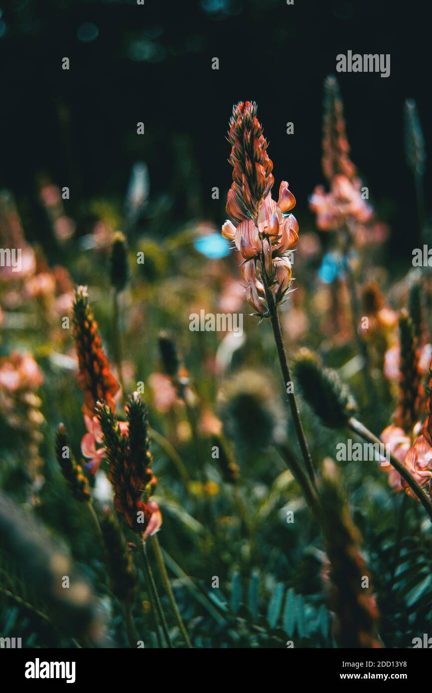Pinky flowers hi-res stock photography and images - Alamy