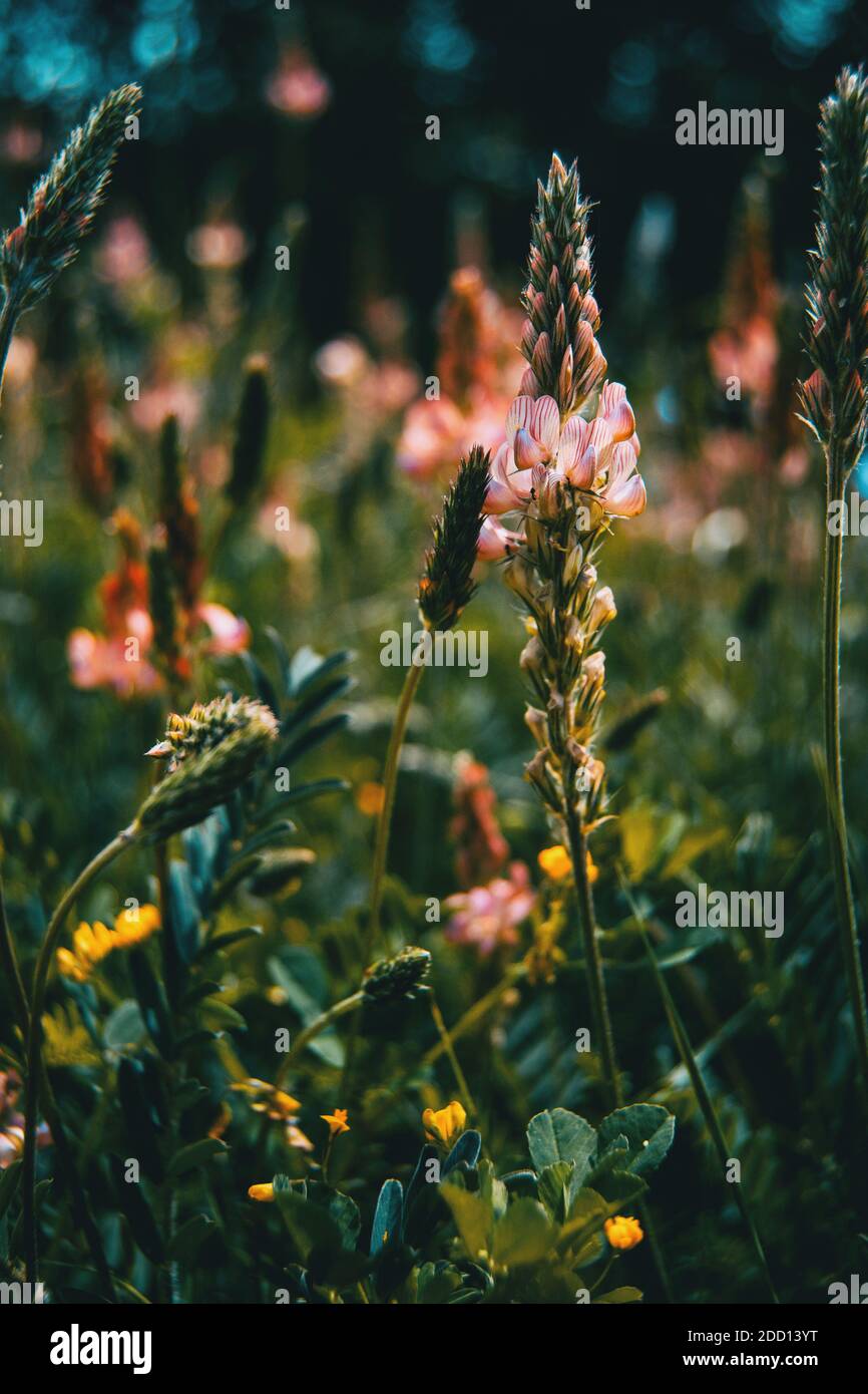 Pinky Flowers High Resolution Stock Photography and Images - Alamy