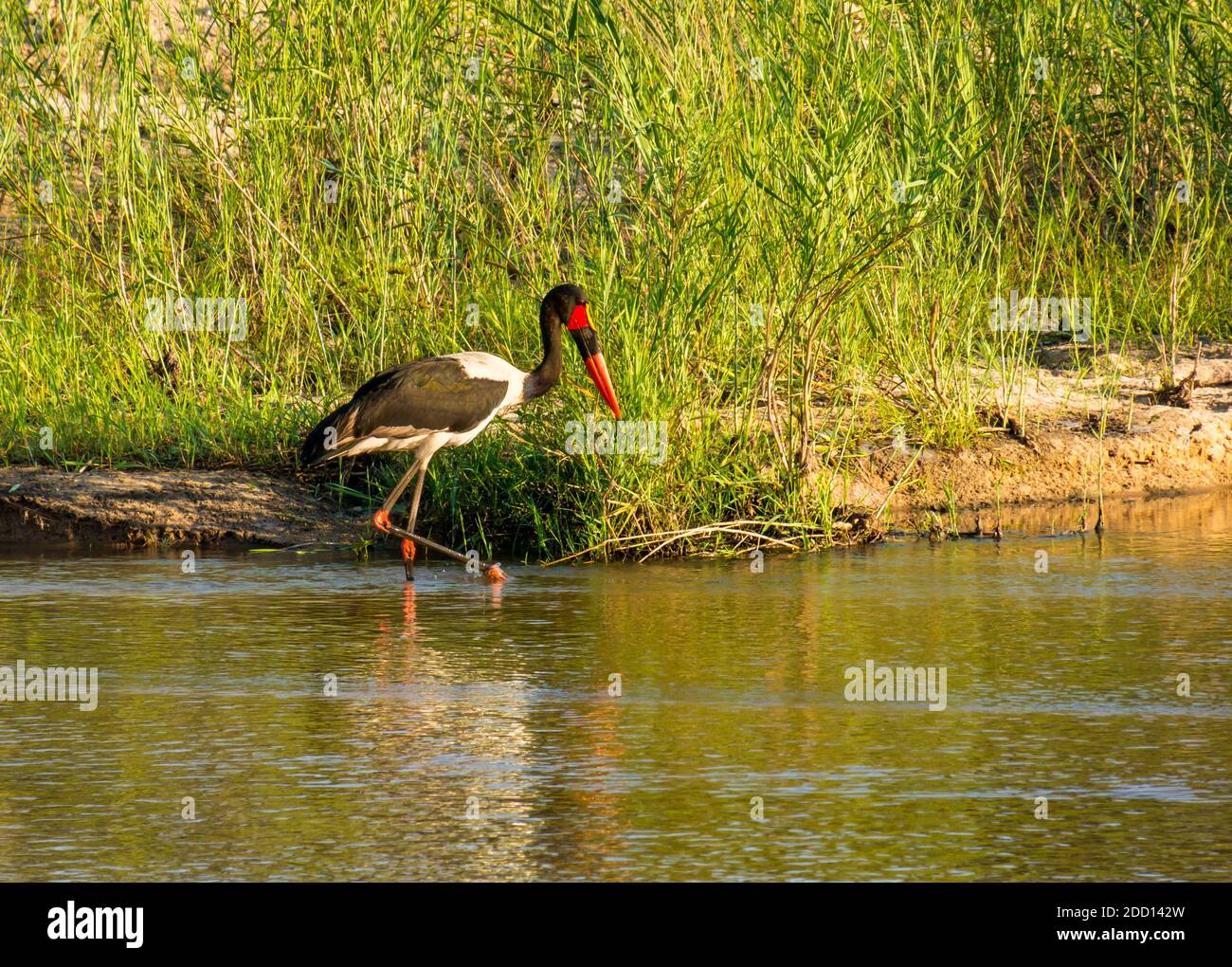 Saddle billed stork, Ephippiorhynchus senegalensis, wading in river ...