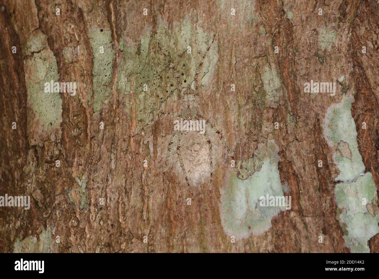 Australian Spiders High Resolution Stock Photography and Images - Alamy