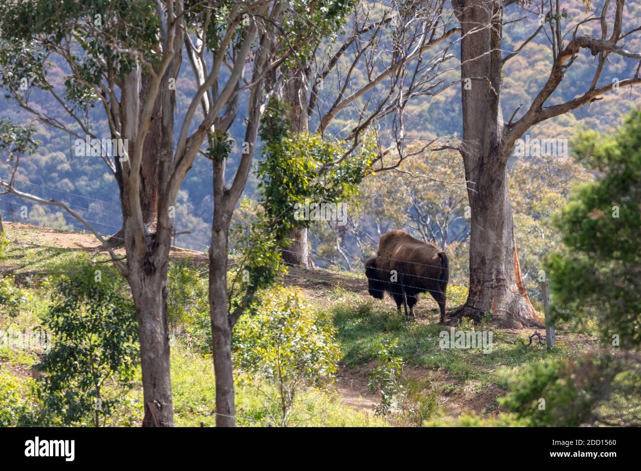 An American Bison standing under a large tree in a green pasture in ...