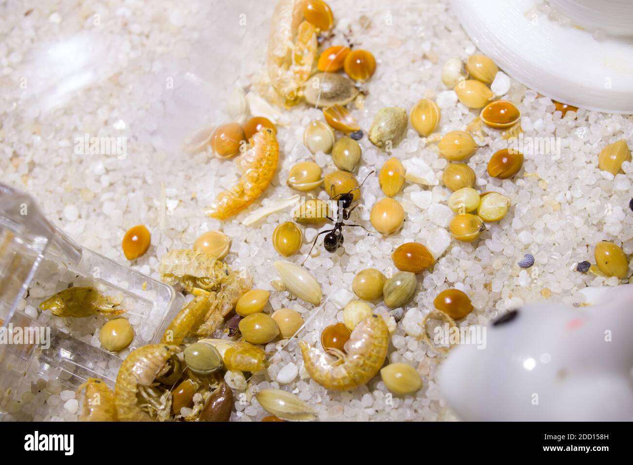 Ants messor structor in a formicaria close up Stock Photo - Alamy