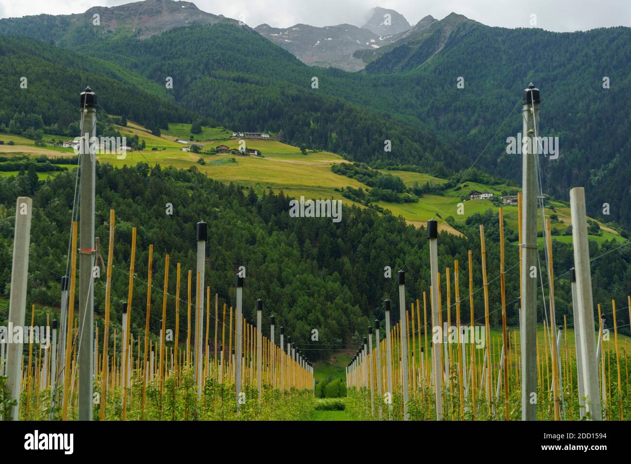 Summer landscape along the cycleway of the Venosta valley and the Adige ...