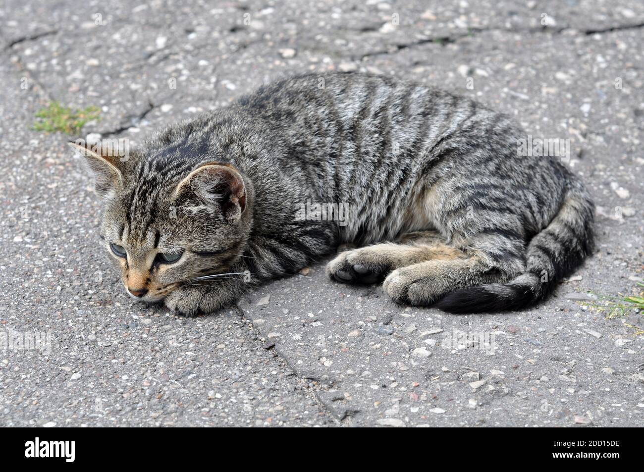 Dead cat roadkill hi-res stock photography and images - Alamy
