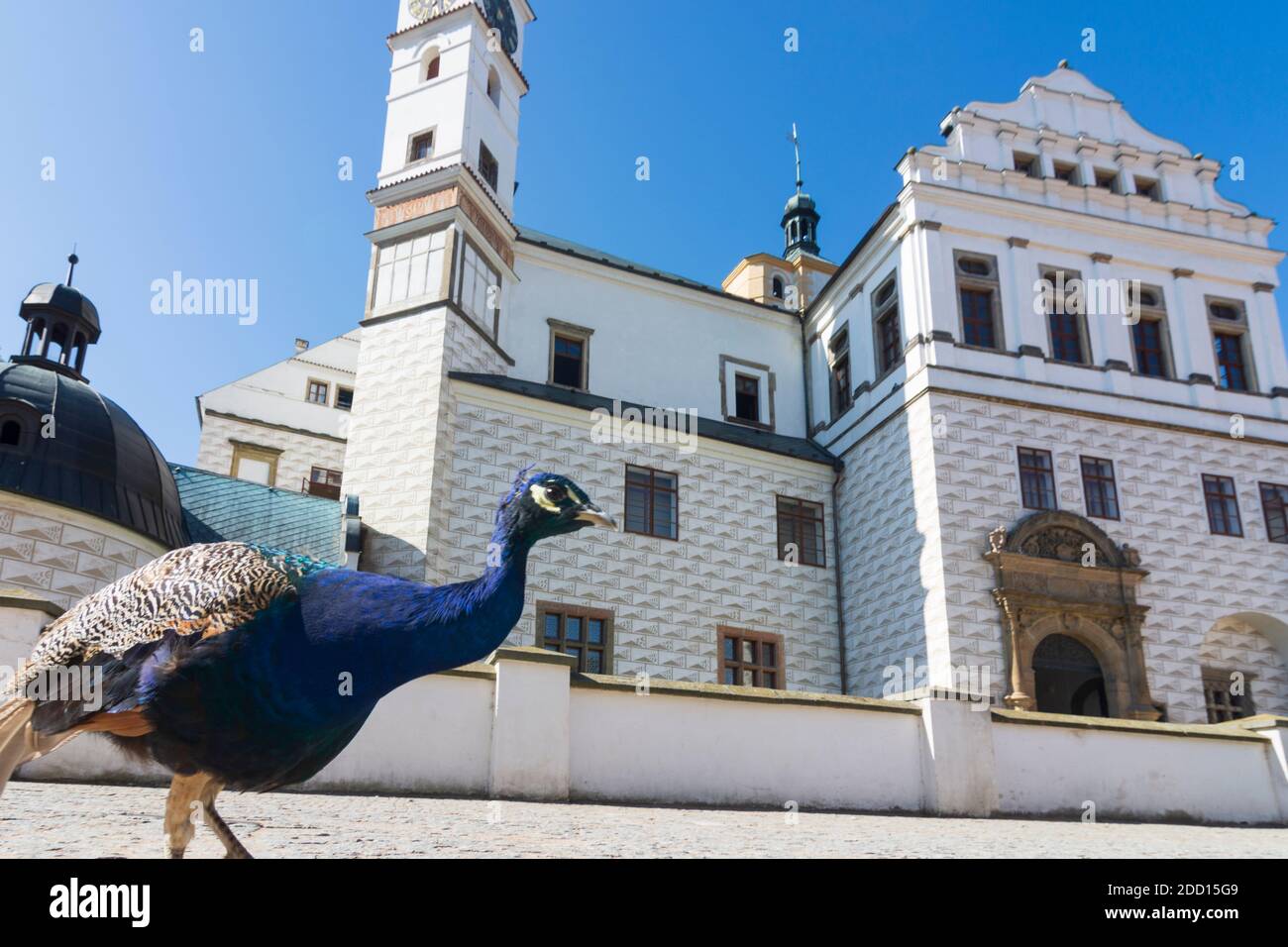 Peacock in pardubicky hi-res stock photography and images - Alamy