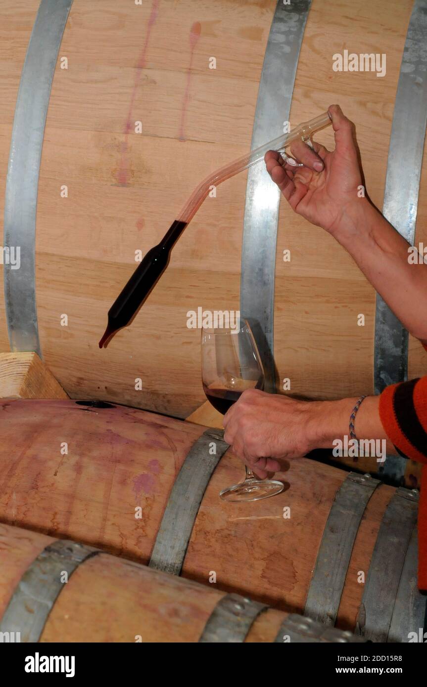 winemaking taking a red wine sample, red wine tasting in a wine cellar ...