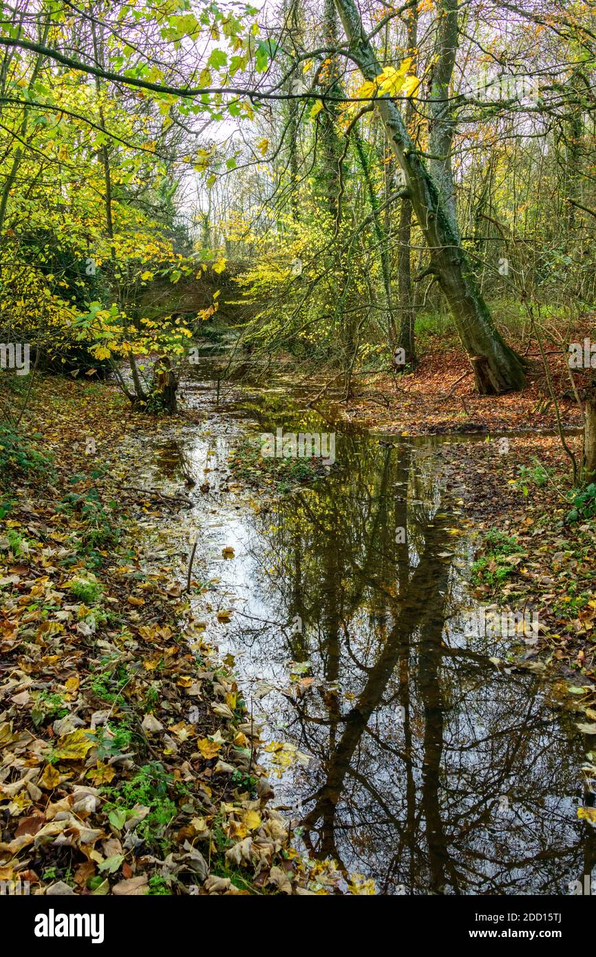 English woodland scene stream hi-res stock photography and images - Alamy