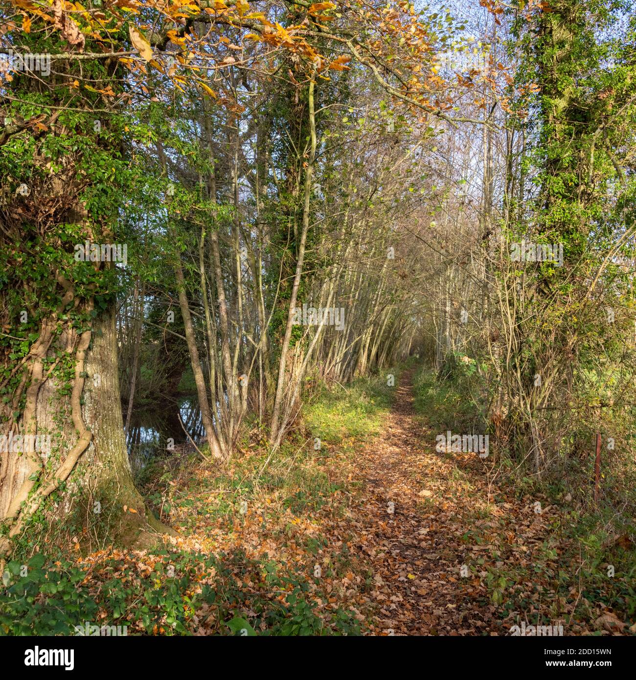 Natural british woodland scene hi-res stock photography and images - Alamy