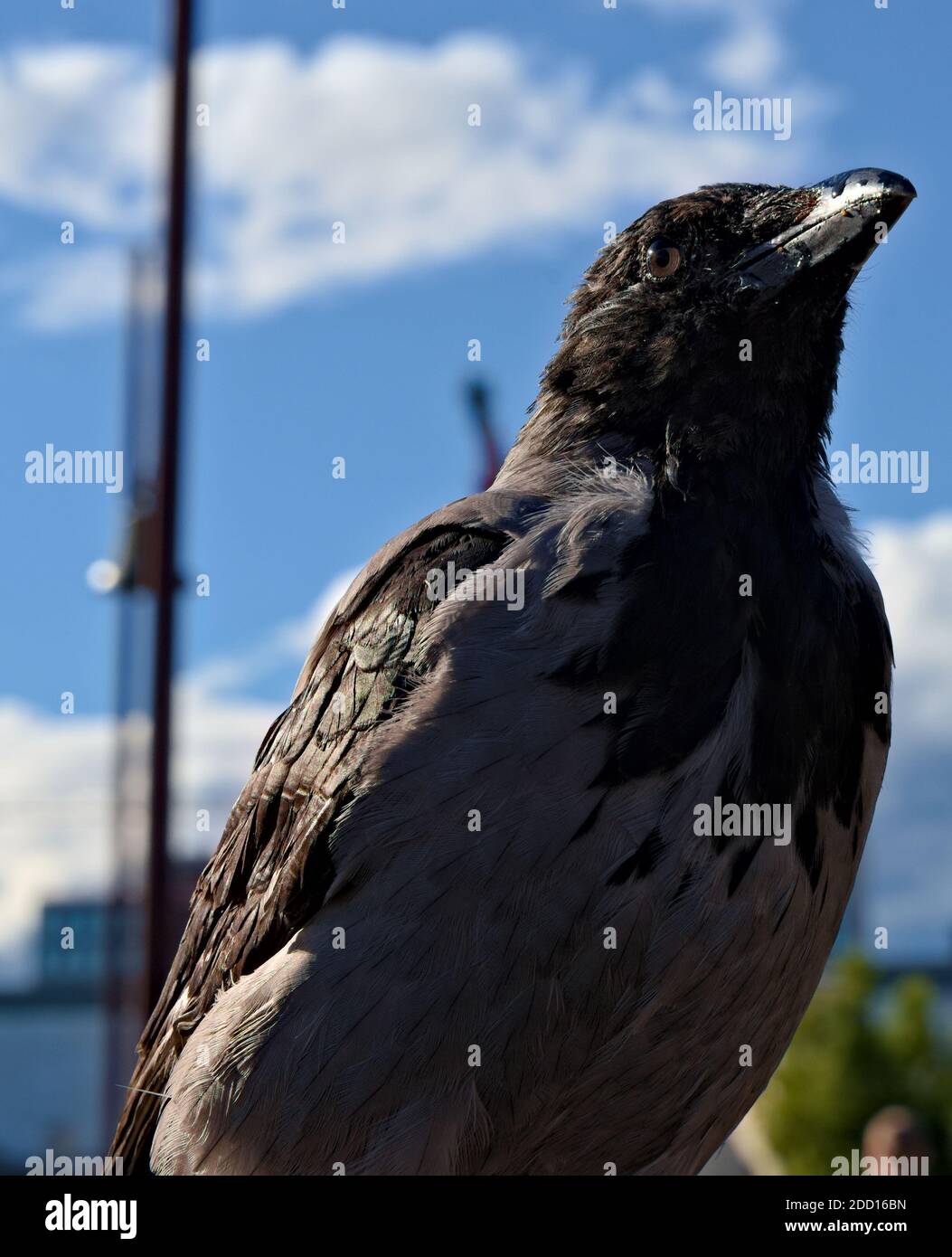Hooded crow sitting on the ground. Close-up Stock Photo - Alamy