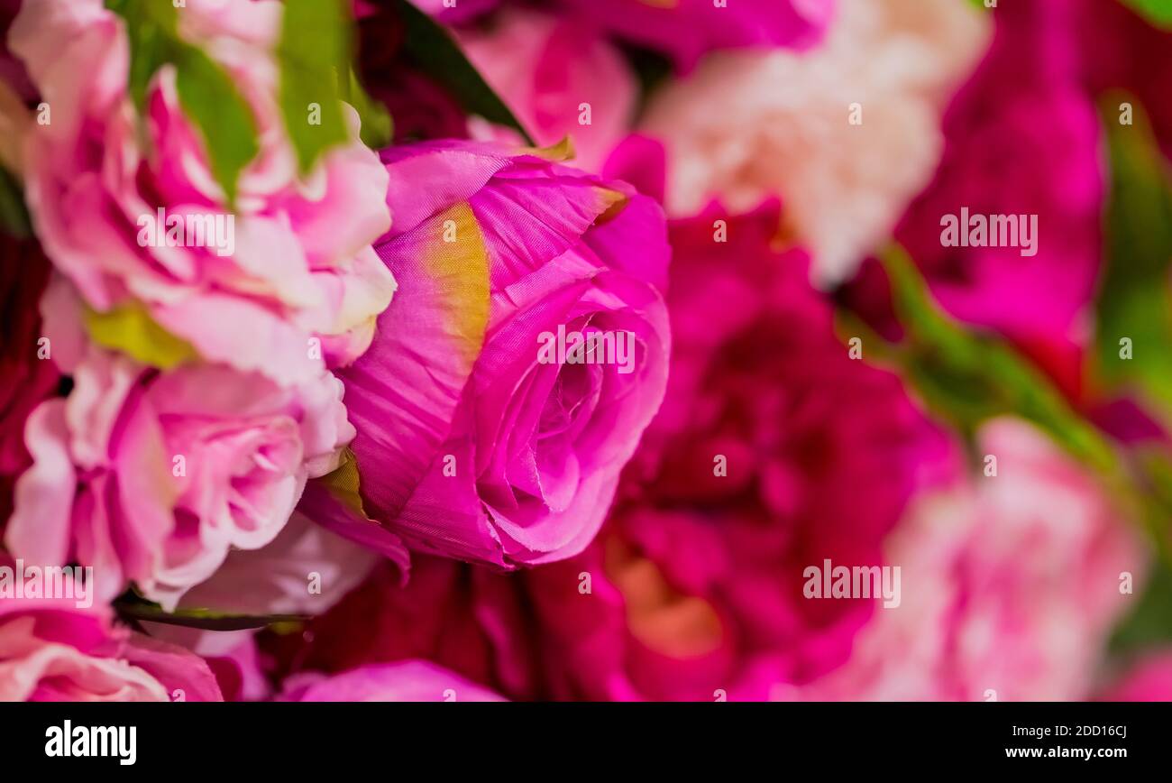 A top view shot of beautiful Roses Stock Photo - Alamy