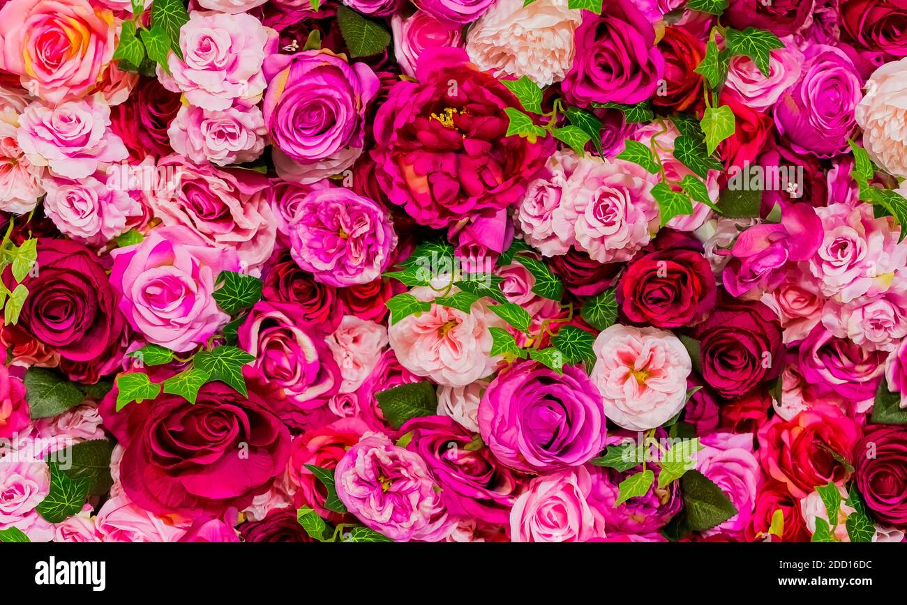 A top view shot of beautiful Roses Stock Photo - Alamy
