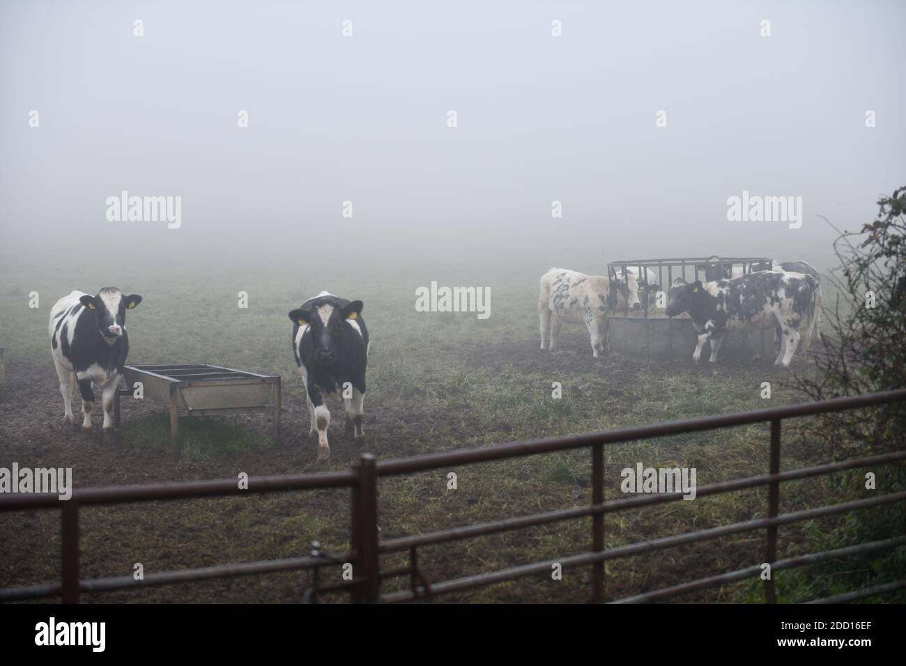 Cows in the Mist Stock Photo - Alamy