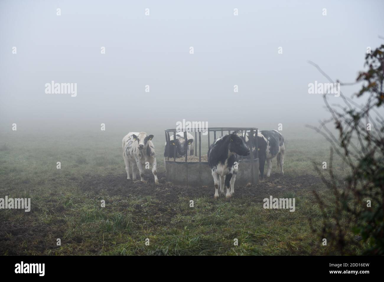 Cows hi res hi-res stock photography and images - Alamy
