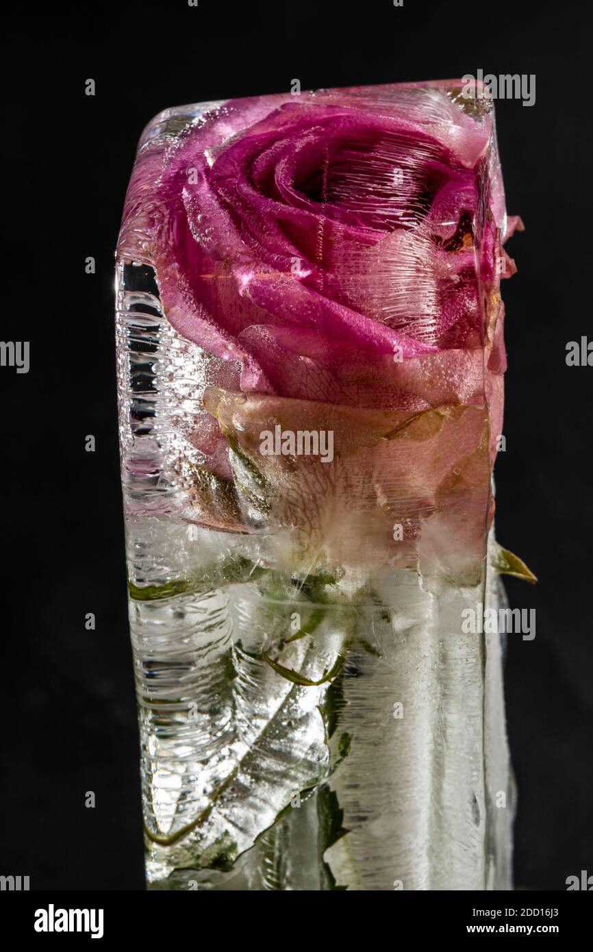 frozen blossom in ice Stock Photo - Alamy