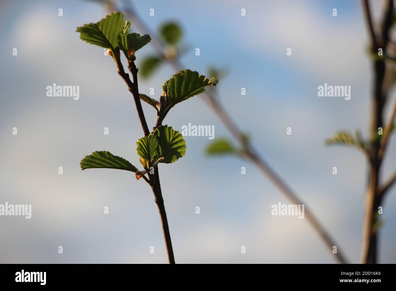 Young plant in the morning light Stock Photo - Alamy