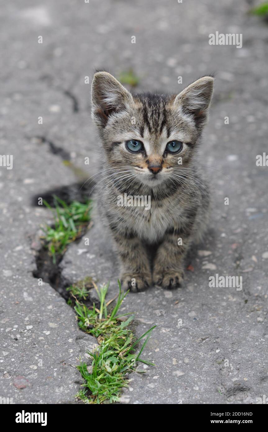Dead cat roadkill hi-res stock photography and images - Alamy