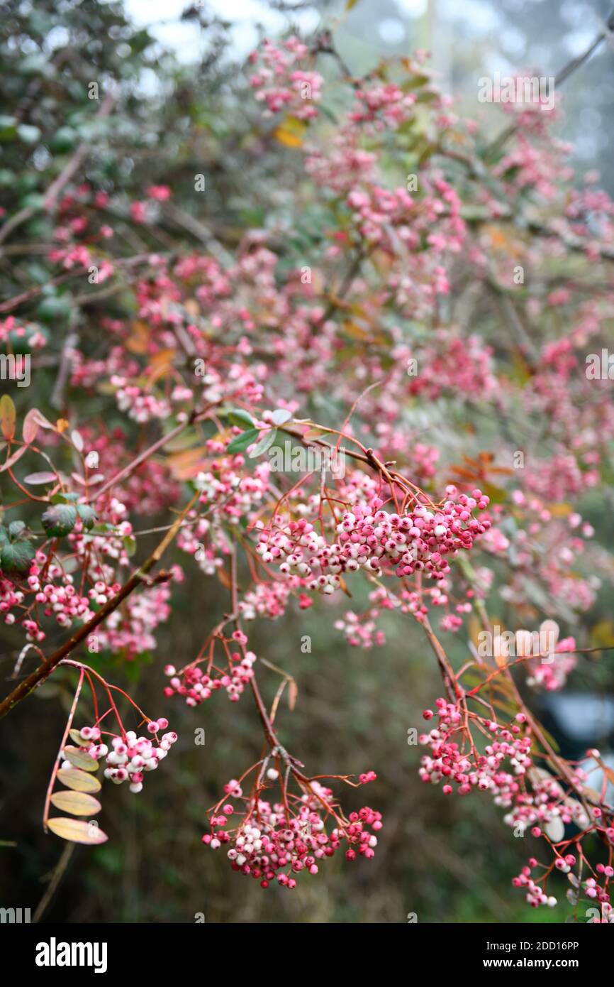 Mountain Ash Tree with Pink and White Berries (sorbus hupehensis Stock ...