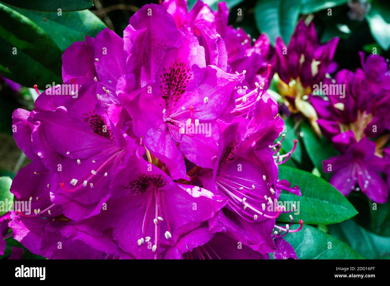 Large purple Rhododendron flowers in early June Stock Photo - Alamy