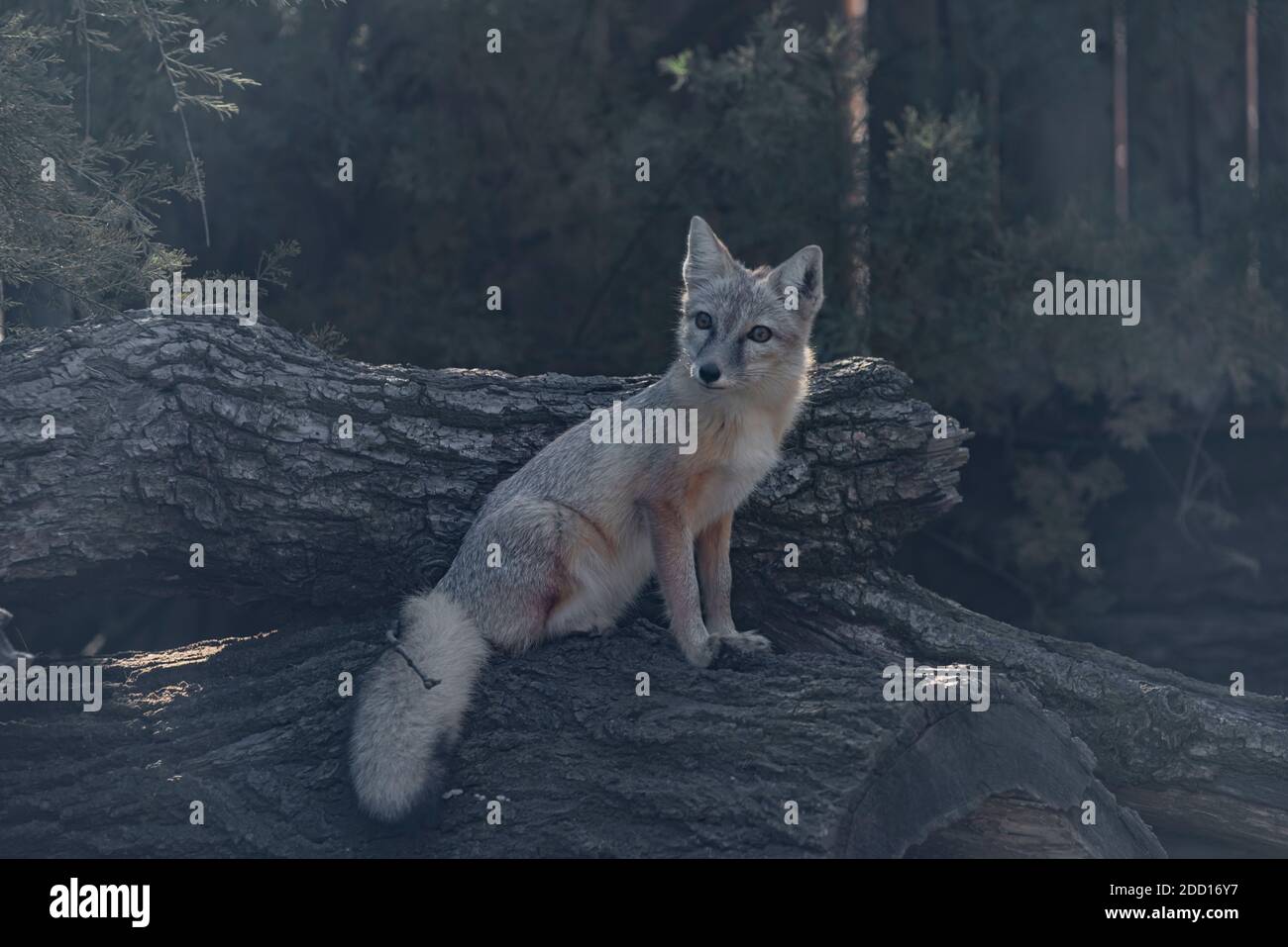 Dark arctic fox in hi-res stock photography and images - Alamy