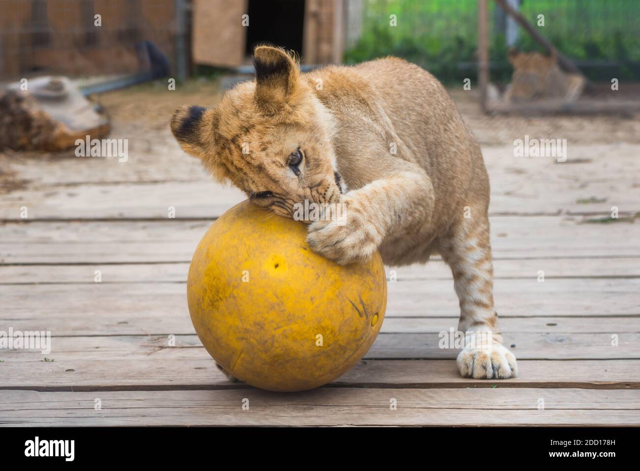 Lion playing with ball hi-res stock photography and images - Alamy