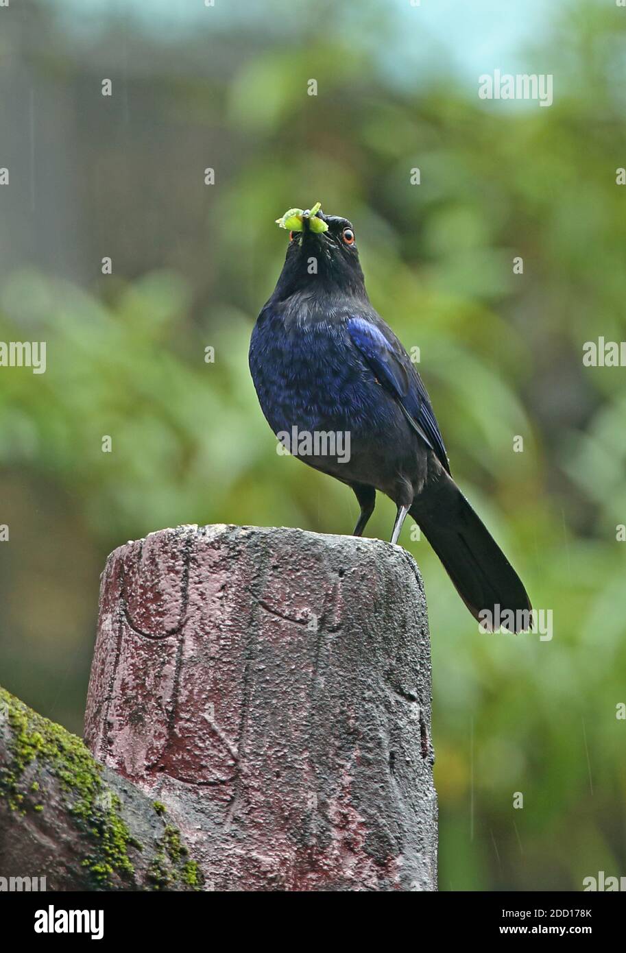 Taiwan Whistling-thrush (Myophonus insularis) adult perched on post ...
