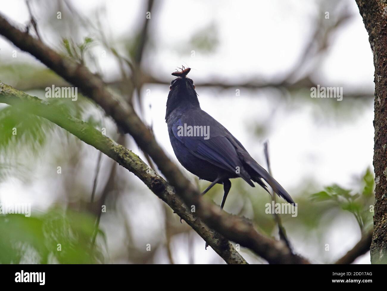 Taiwan Whistling-thrush (Myophonus insularis) adult perched on branch ...