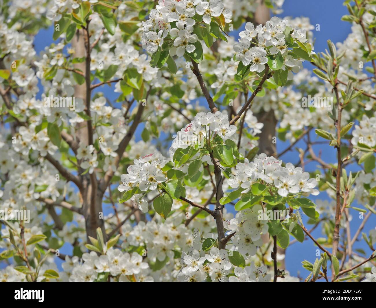 spring flowers on tree, macro close up Stock Photo - Alamy