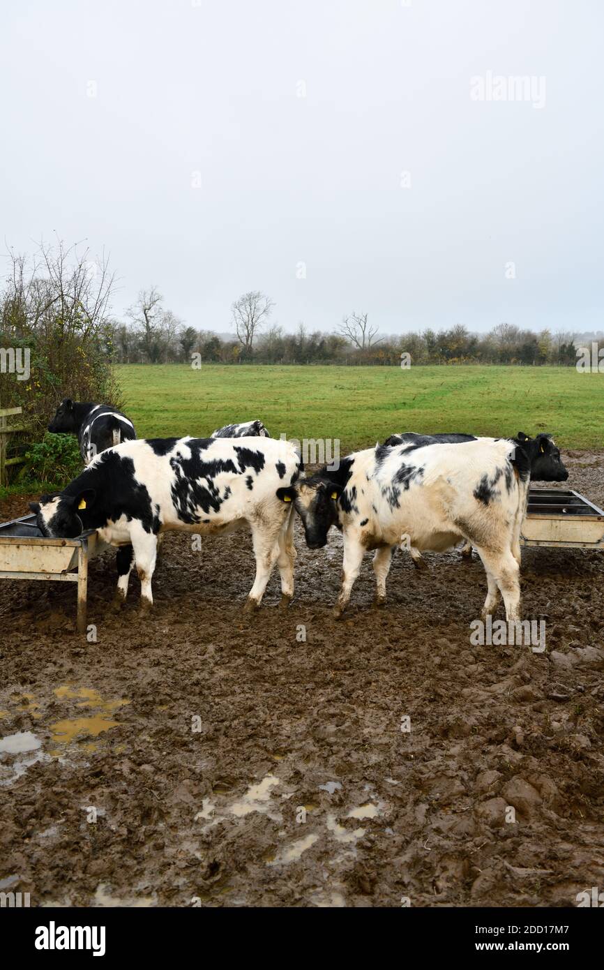 Feed troves hi-res stock photography and images - Alamy