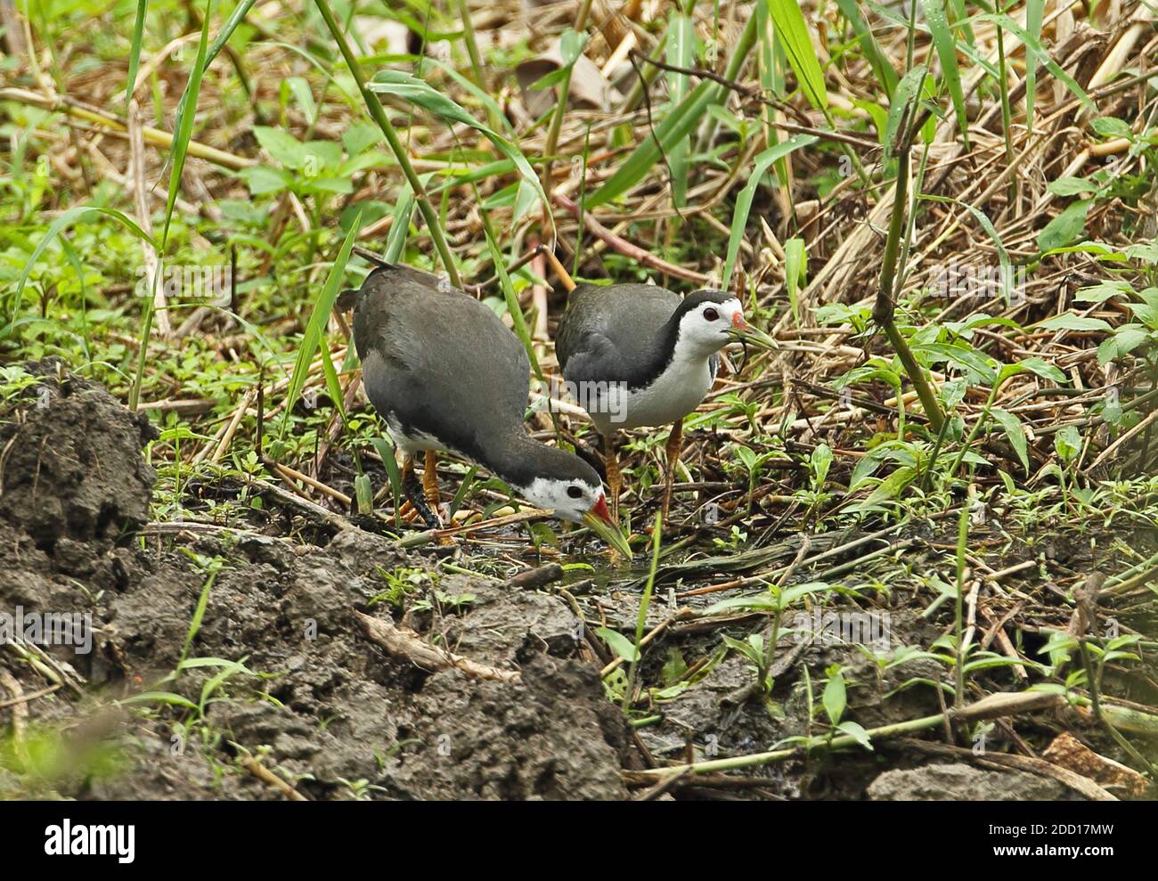 Waterhen hi-res stock photography and images - Alamy