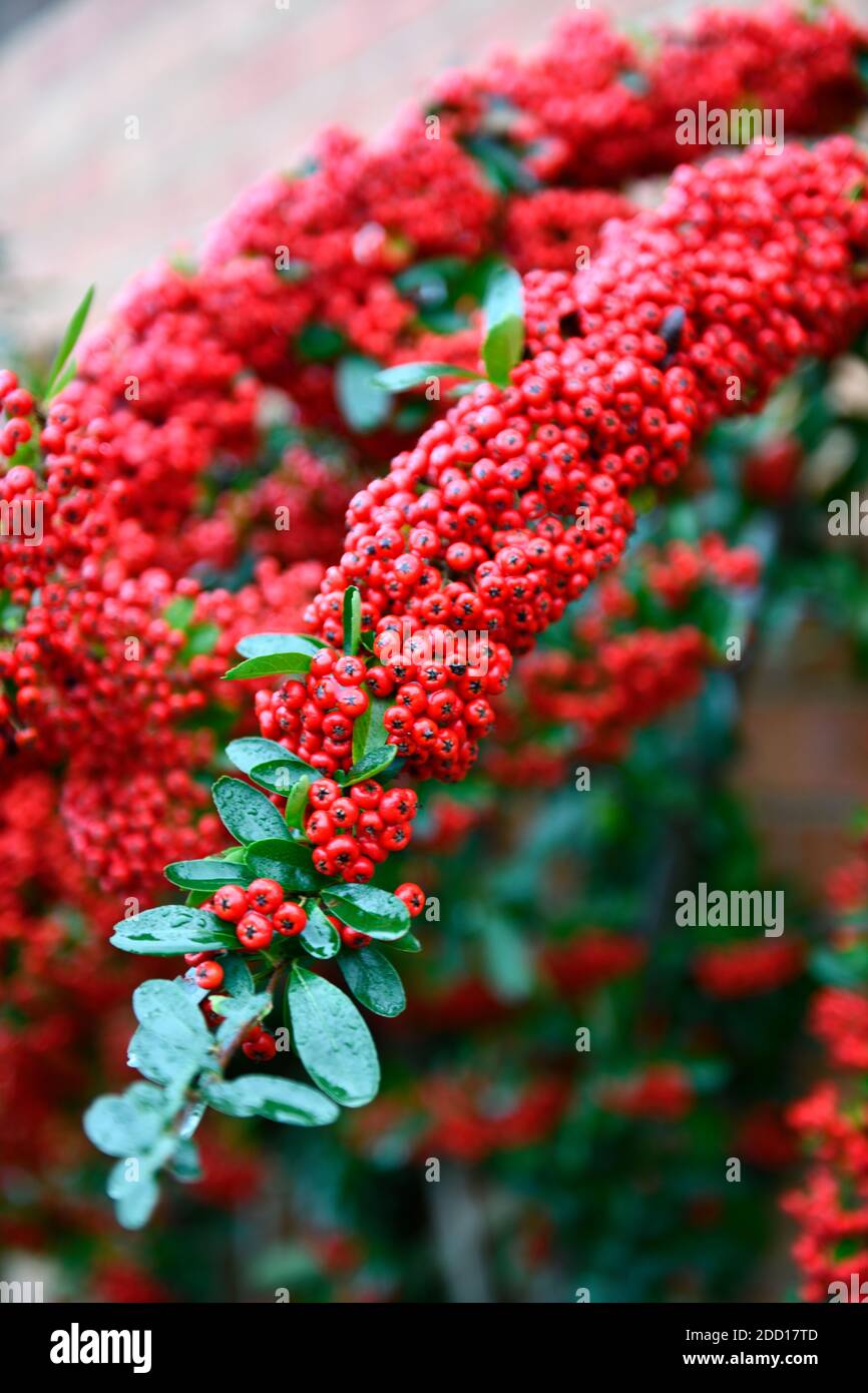 Pyracantha coccinea red column hi-res stock photography and images - Alamy