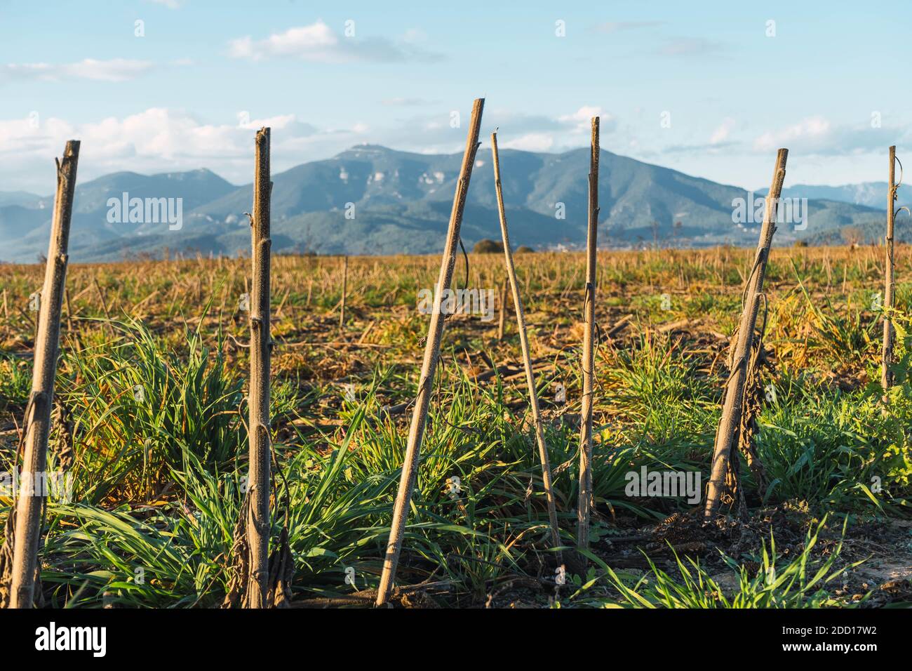 Sunflower trunk in autumn. The farmer has mowed the land and the ...