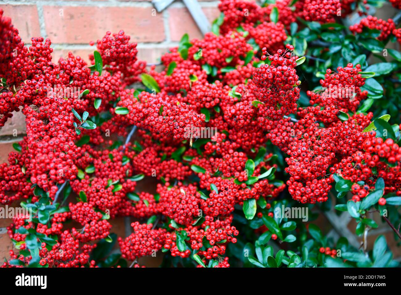 Firethorn (pyracantha) Bush Stock Photo - Alamy