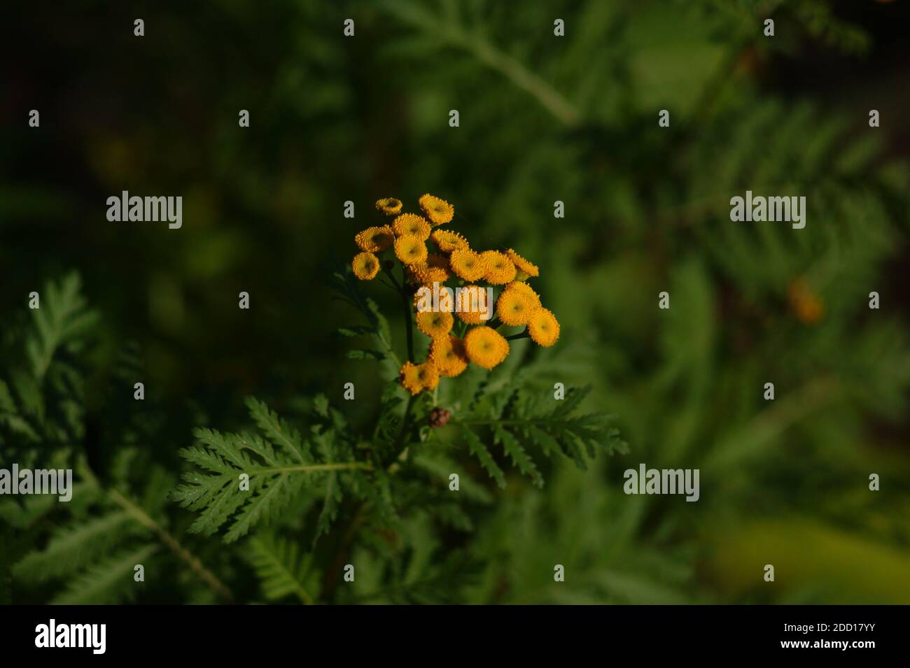 tansy plant used in herbal medicine Stock Photo - Alamy