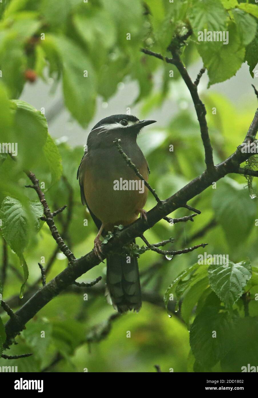 White-eared Sibia (Heterophasia auricularis) adult perched in fruiting ...