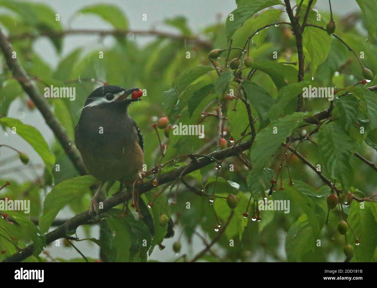 White-eared Sibia (Heterophasia auricularis) adult feeding in fruiting ...