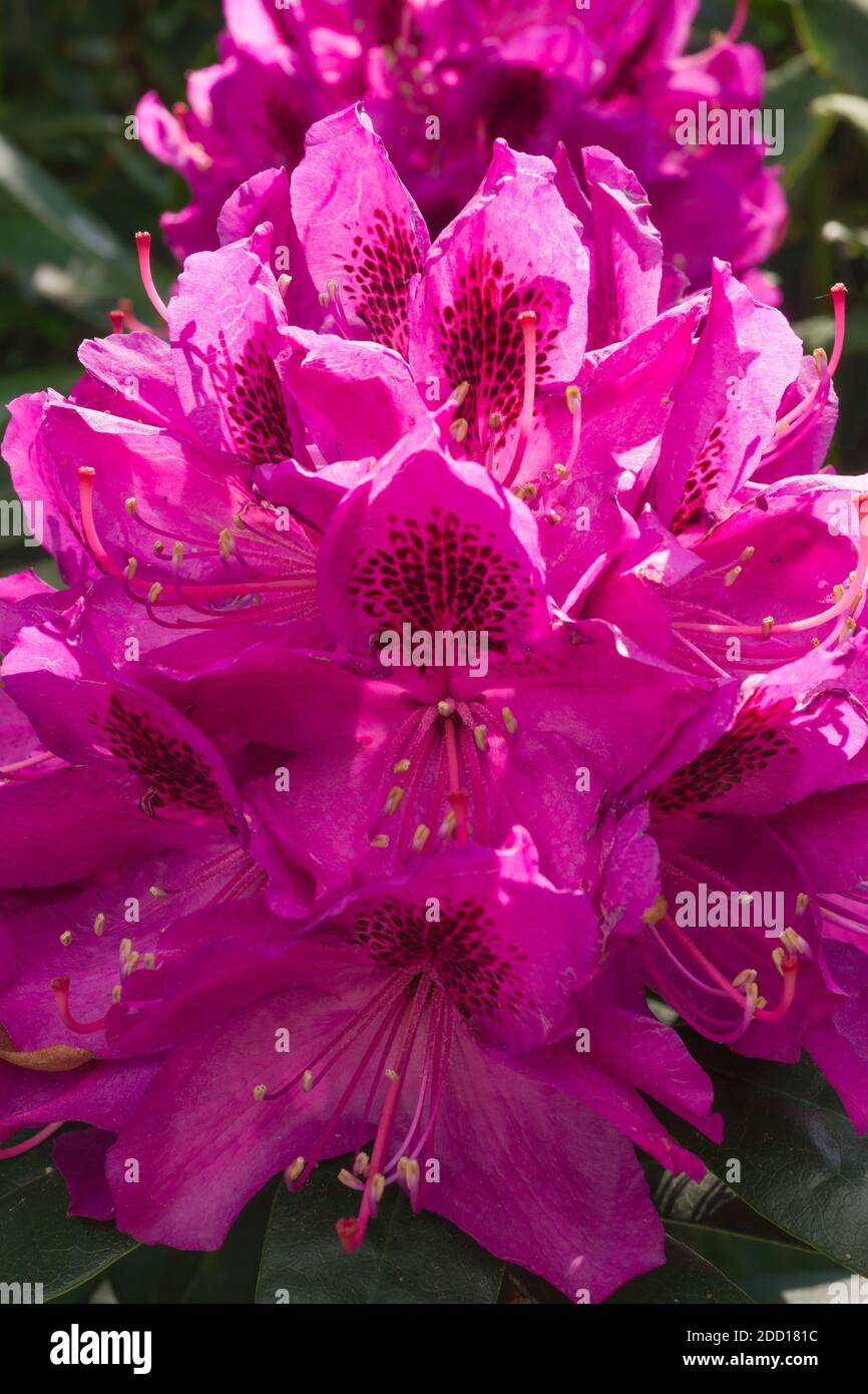 Large red Rhododendron flowers in early June Stock Photo - Alamy