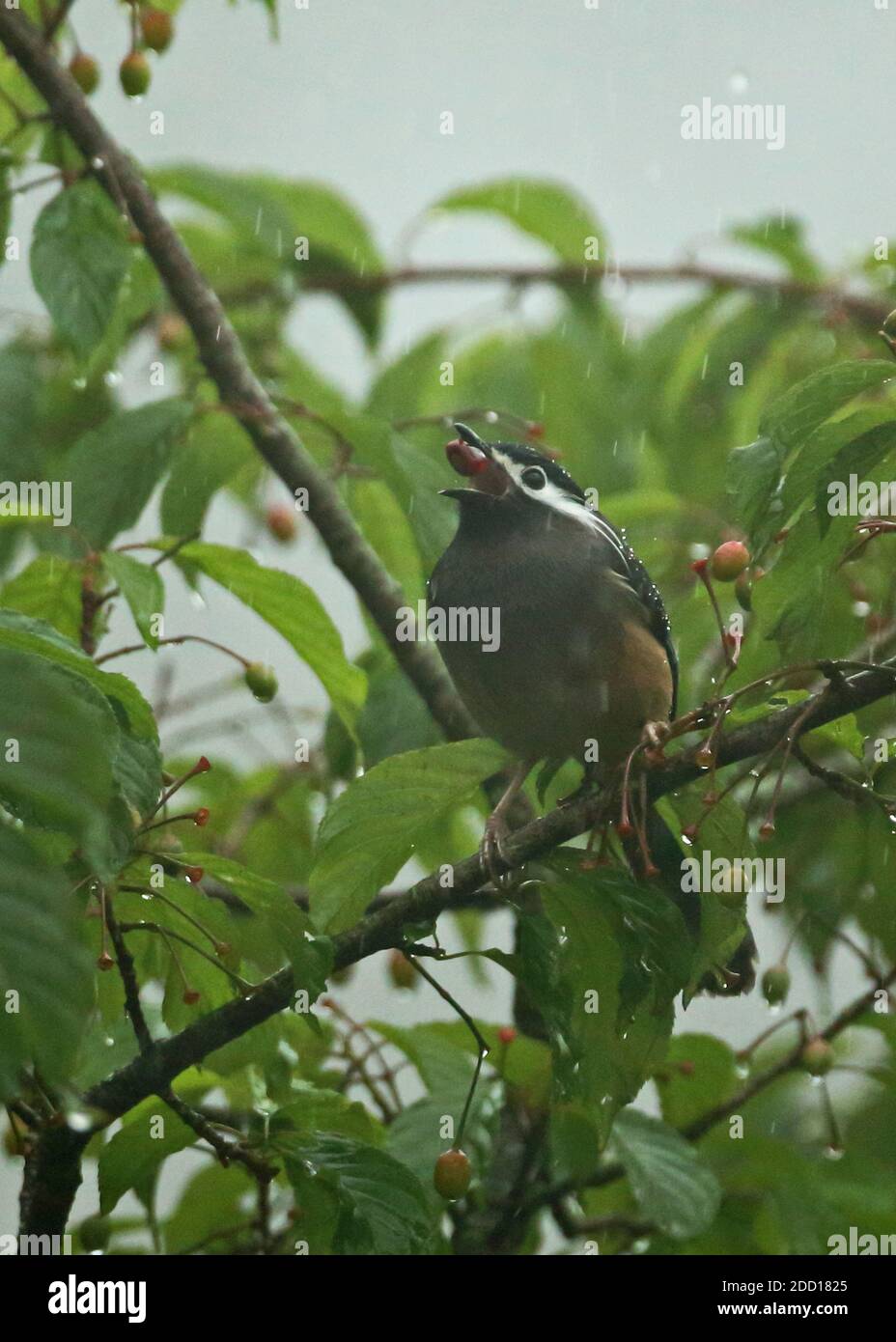 White-eared Sibia (Heterophasia auricularis) adult feeding in fruiting ...