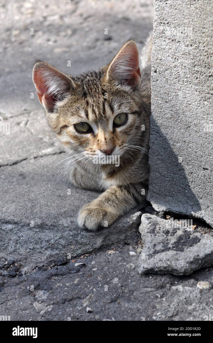 Cat peeking around corner hi-res stock photography and images - Alamy