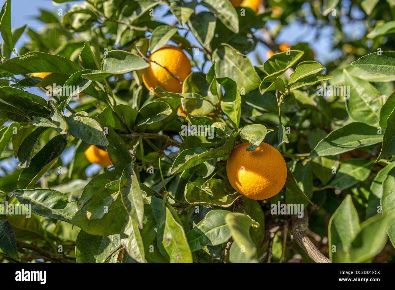 Detail of an orange tree with oranges on its branches on a sunny day ...