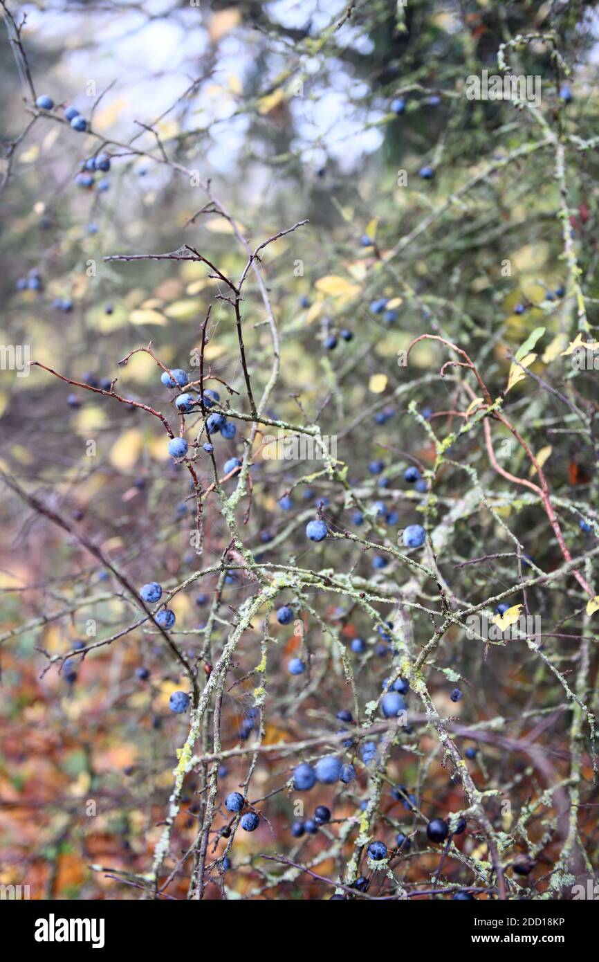 Sloe Bush ( Prunus spinosa) with fruit in Winter Stock Photo - Alamy