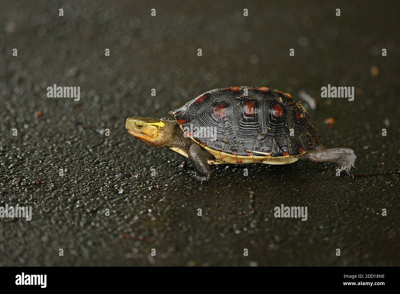 Chinese Box Turtle (Cistoclemmys flavomarginata) adult crossing road in ...